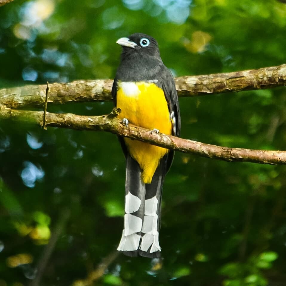 Birdwatching Tours in Costa Rica | TOP SPOTS